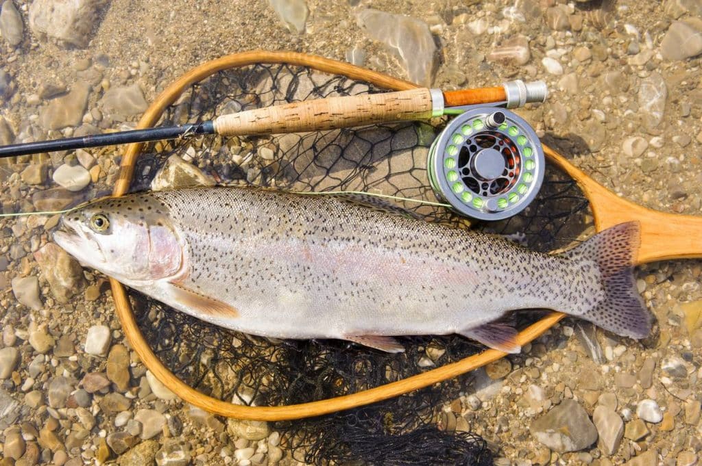 Le petit guide du débutant pour la pêche à la truite – Blog Généraliste